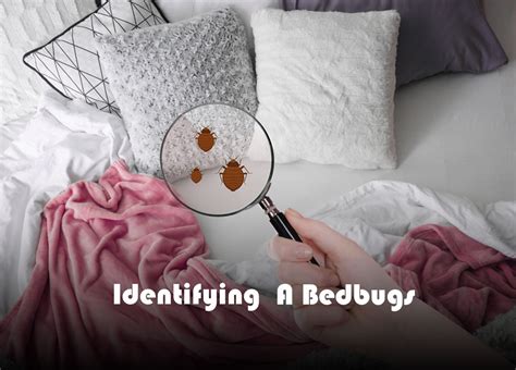 A Guide To Spotting And Identifying Bedbugs In Your Home Bedbugs Heat
