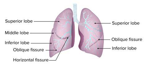 Fissures And Lobes Of Lungs 1782959 Vector Art At Vec
