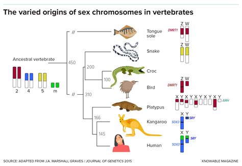 Of Genes Chromosomes And Oratorios Bathtub Bulletin