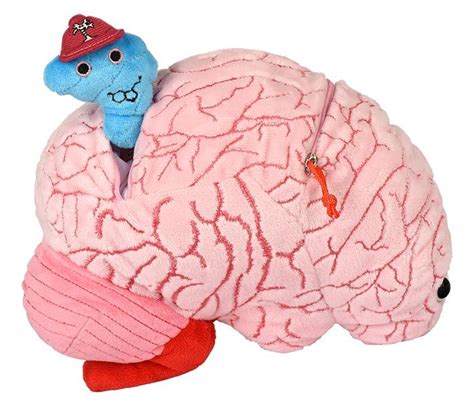 Deluxe Brain With Hidden Cells And Neurotransmitters