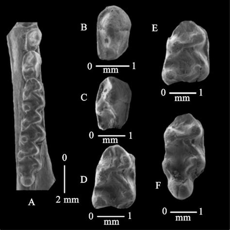 Map Showing The Location Of The Small Adapids Which Show Some Download Scientific Diagram