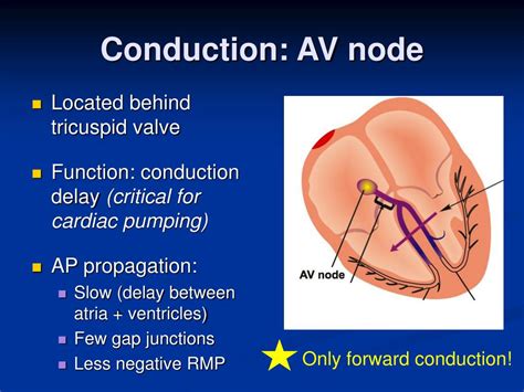 Ppt Cardiac Physiology Powerpoint Presentation Free Download Id