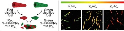 Autonomous And Programmable Reorganization Of Dna‐based Polymers Using Redox Chemistry