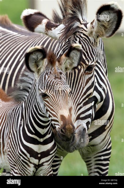 One Of Three Rare Grevys Zebra Foals Stands Alongside Its Mother At