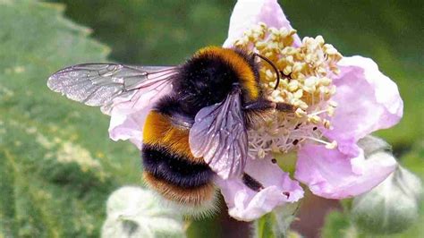 Easy Bee Identification A Visual Guide To 16 Types Of Bees 40 Off