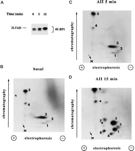 Phosphopeptide Mapping Of 4e Bp1 In Quiescent And Aii Stimulated Aortic
