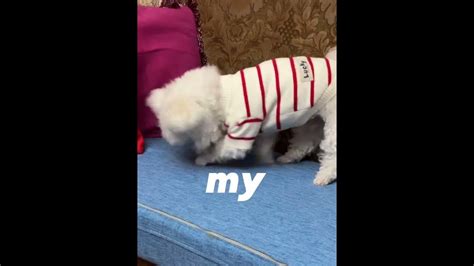 开启装修计划 邪恶摇粒绒比熊 狗子日常 精神小狗拆家小狗 Youtube