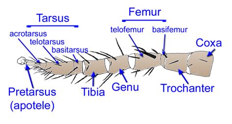 All Mites Have A Small Head
