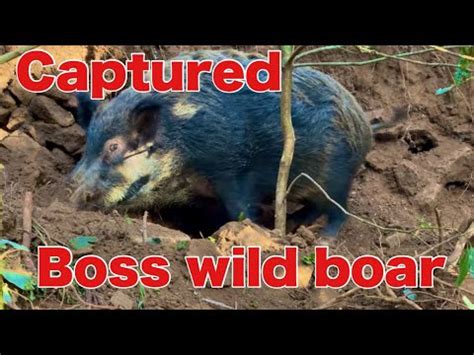 We Captured A Boss Wild Boar Hiding In A Village Deep In The Mountains
