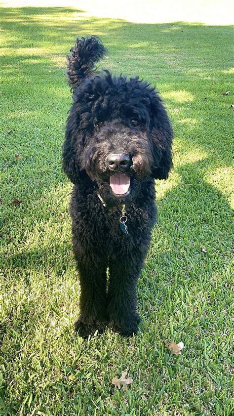 Adorable Black Goldendoodle Standing In A Lush Field Black Poodle On