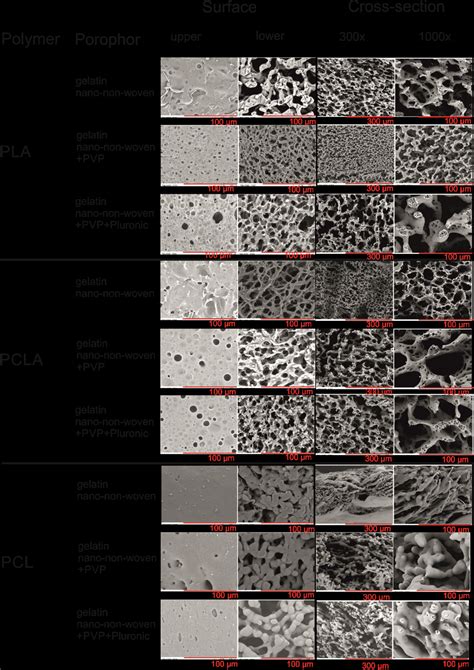 Sem Photomicrographs Of Plla Pcla Pcl Scaffolds Prepared With The Download Scientific Diagram