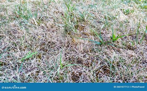 Lawn With Dying Grass Texture Of Dead Dry Grass Background Stock Image