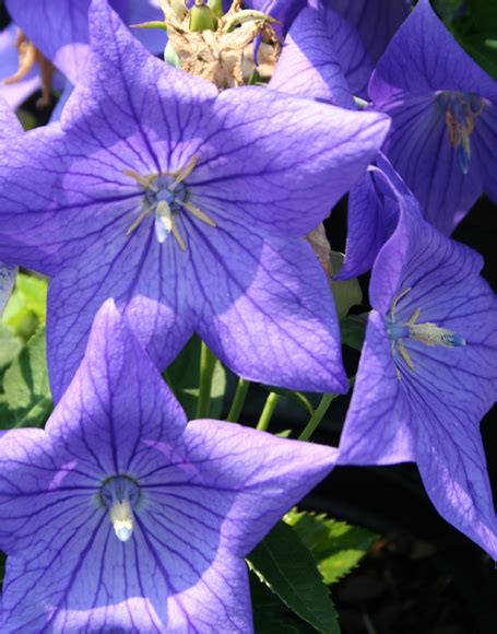 Platycodon Grandiflorus ‘double Blue Moon Nurseries