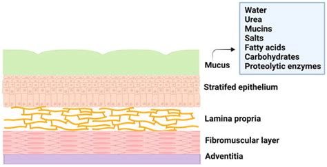 Vaginal Infections And Treatment Encyclopedia MDPI