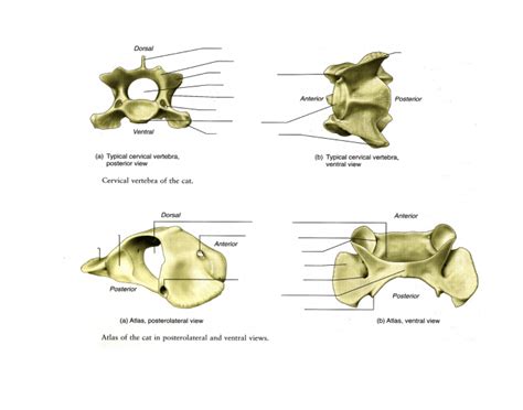 Cat Typical Cervical Vertebrae And Atlas Diagram Quizlet