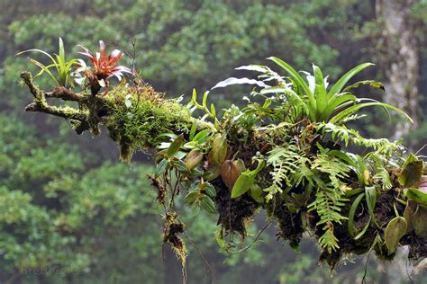 Epiphytes Pronunciation