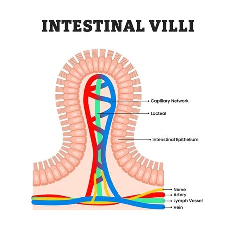 Cell Transport Intestinal Over 105 Royalty Free Licensable Stock