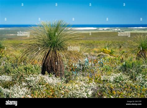 Xanthorrhoea Platyphylla Grass Tree Native Wildflower In Lesueur