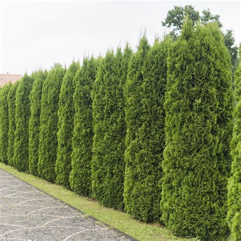 Thuja Occidentalis Emerald Green