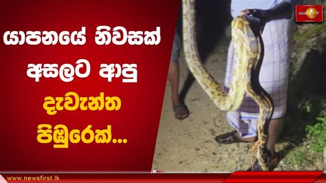 යාපනයේ නිවසක් අසලට ආපු දැවැන්ත පිඹුරෙක් Youtube