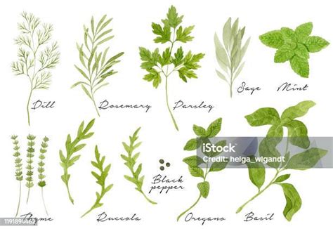 흰색 배경에 고립 된 요리 허브의 수채화 컬렉션입니다 딜 로즈마리 파슬리 세이지 민트 백리향 아루굴라 후추 오레가노 바질 수채화에 대한 스톡 벡터 아트 및 기타 이미지