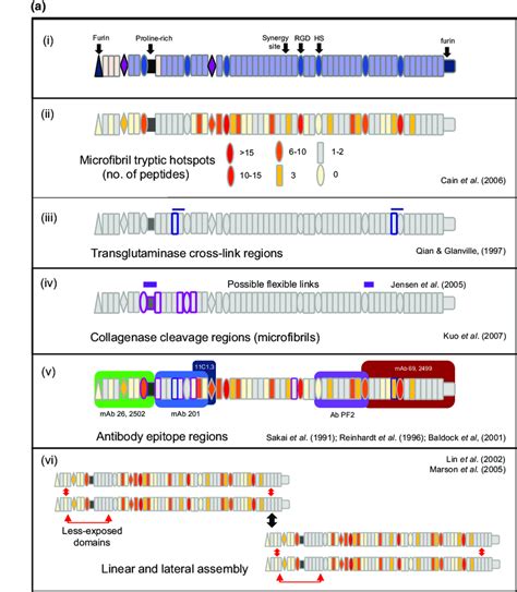 A Fibrillin 1 Features Within Assembled Microfibrils I Domain Download Scientific Diagram