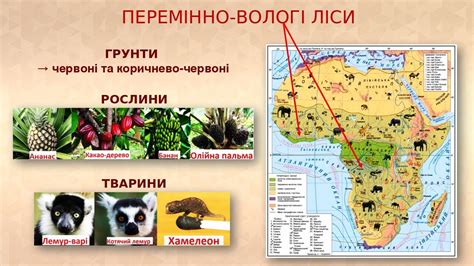 Презентація з географії 7 клас Природні зони вологі екваторіальні ліси перемінно вологі ліси