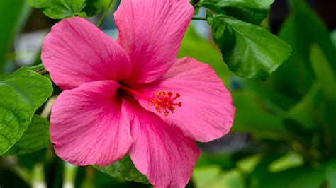 6 Types Of Hibiscus Exotic Varieties To Grow At Home