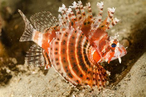 Dendrochirus Brachypterus