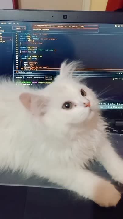 Video Tabsheera Shakeel On Linkedin Latenightcoding Coding Moments Giaic Programmerlife