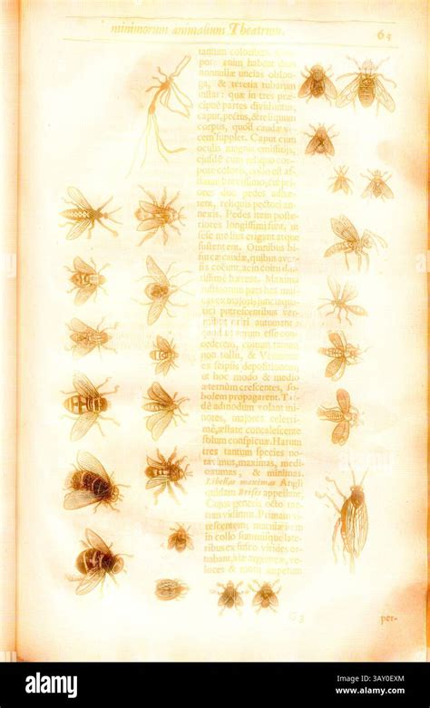 An Illustration Showcasing Various Species Of Insects Prominently