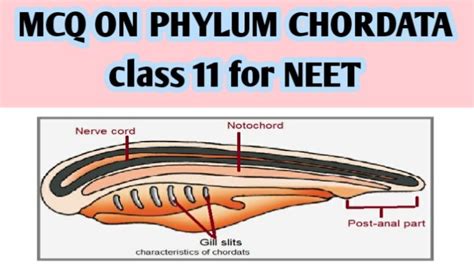 Phylum Chordata Diagram