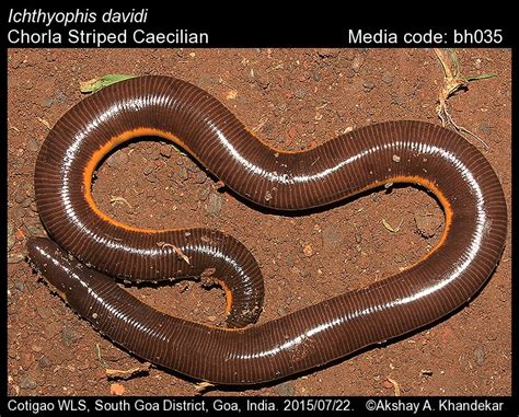 Ichthyophis Davidi Bhatta Dinesh Prashanth Kulkarni And Radhakrishan