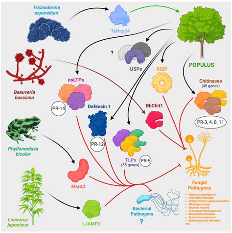 Editing Metabolism Sex And Microbiome How Can We Help Poplar Resist Pathogens Pmc