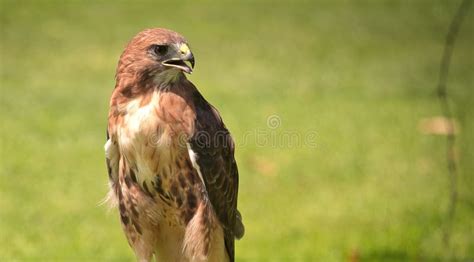 Portrait Of A Red Tailed Hawk Raptor Bird Stock Image Image Of Ground