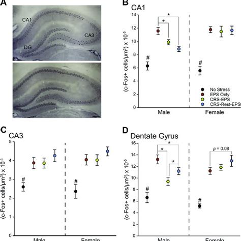 A Representative Photomicrographs Of Cfos Immunohistochemistry In