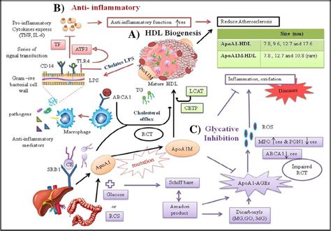Apoa1 Milano In The Biogenesis Of High Density Lipoprotein Hdl And