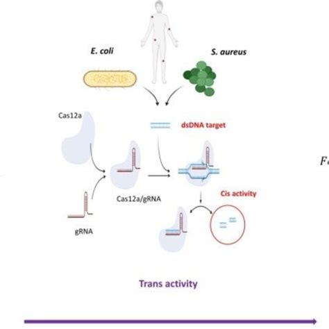 Schematic Representation Of The Proposed Biosensing Assay Reprinted