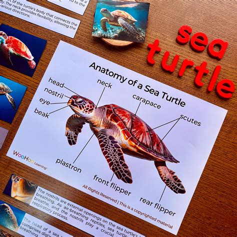 Sea Turtle Anatomy Sea Turtle Parts Anatomy Of A Sea Turtle Montessori