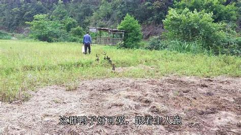 一群小鸭子跟着主人一直走知道有东西吃了大家都跑快一点 大自然 呆萌 好看视频