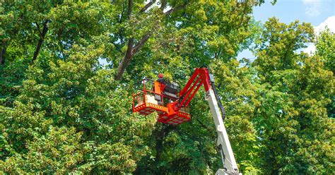 Tree Cabling Bracing Arbortecture Inc