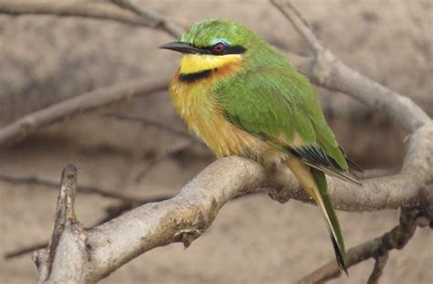 Little Bee Eater