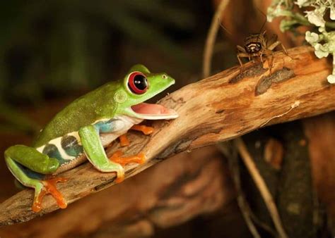 How Many Heart Chambers Does A Cockroach Have The Buginator