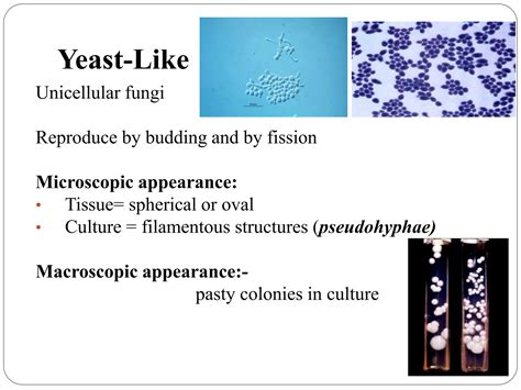 General Characters Of Medically Important Fungi Pptx