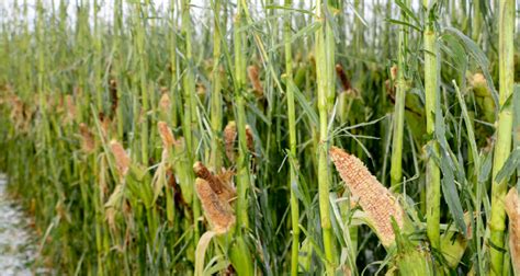 Crop Insurance E4 Crop Intelligence