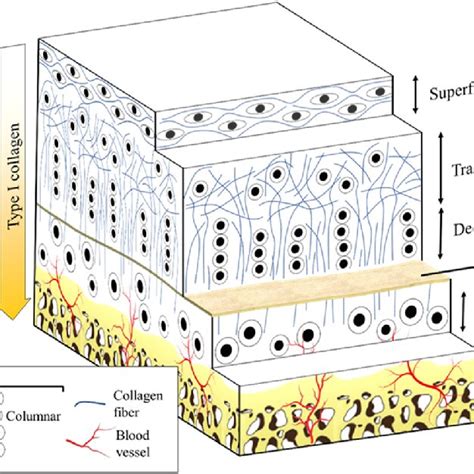 Various Types Of Shape Memory Polymers Regarding Several Stimulus