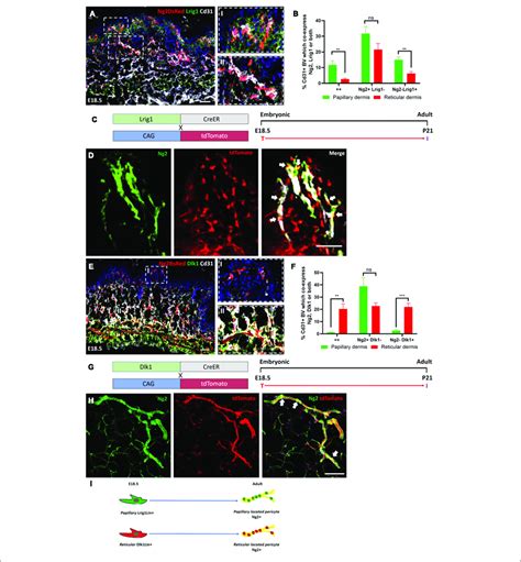 Papillary And Reticular Fibroblast Lineages Contribute To Ng2