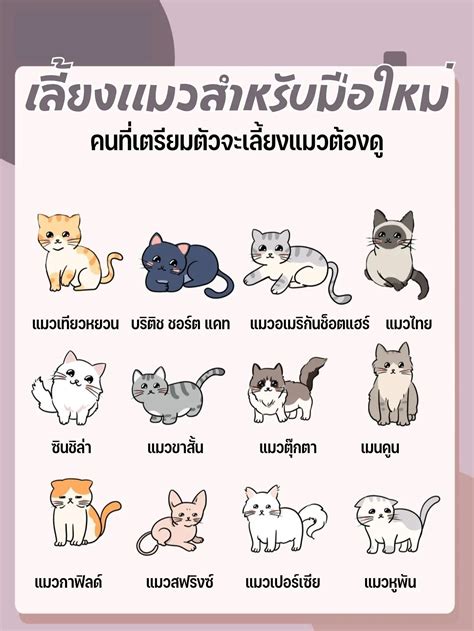 แมวที่ฉลาดที่สุด แมวทีโง่ที่สุด การค้นหาใน Lemon8