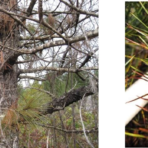 Large Dying Western White Pine With Hundreds Of Blister Rust Cankers