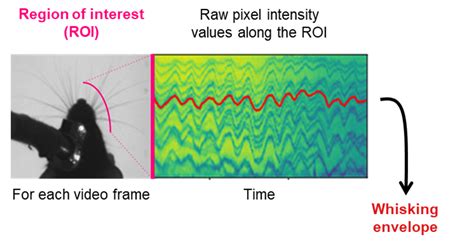 Github Maxchalabi Freewhisk A Global Movement Whisker Tracking Algorithm For Freely Moving